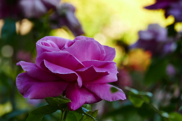 Seattle: Woodland Park Rose Garden | Park Preview