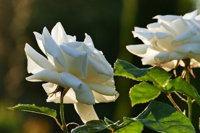 Seattle: Woodland Park Rose Garden | Park Preview