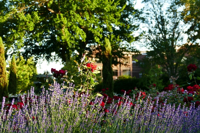 Seattle: Woodland Park Rose Garden | Park Preview