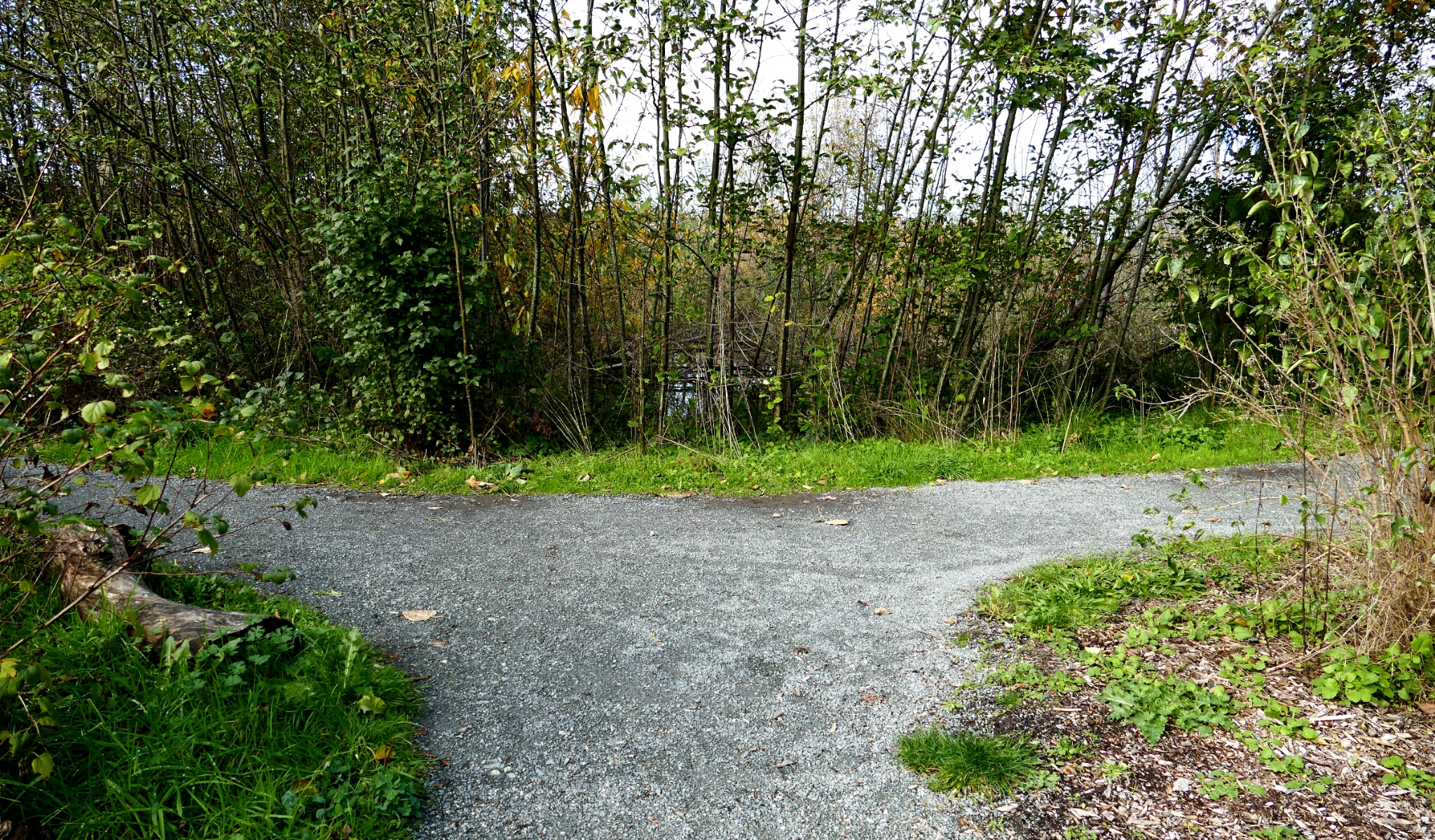 Seattle: Magnuson Park Pt. 4 – The Wetlands | Park Preview