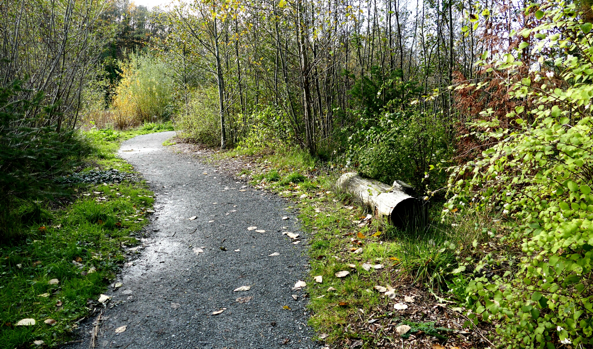 Seattle: Magnuson Park Pt. 4 – The Wetlands | Park Preview