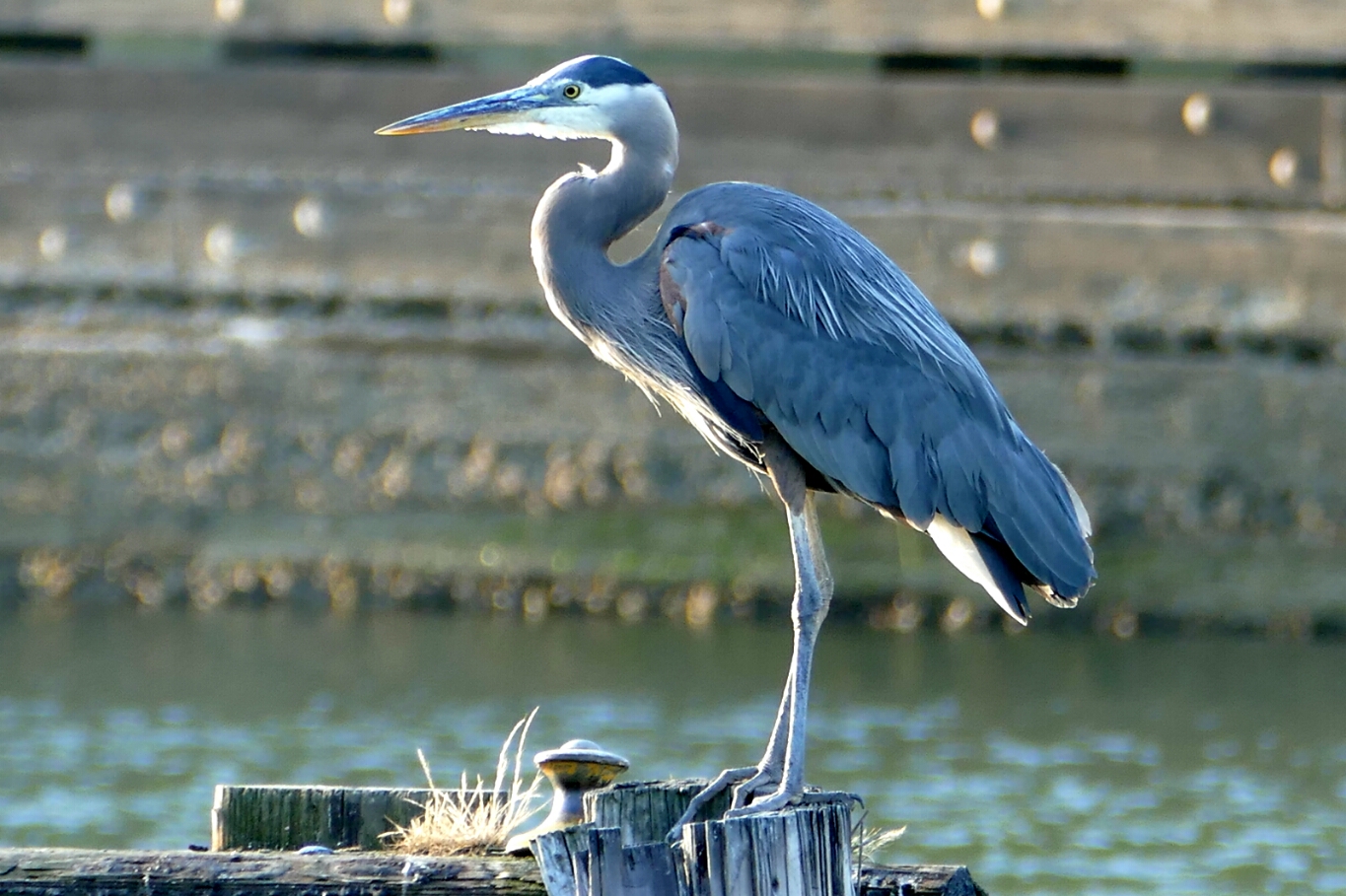 Seattle: Birds in Commodore Park | Park Preview