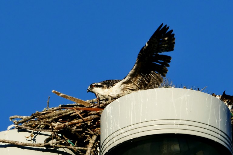 Osprey Nest at Fishermen’s Terminal in Seattle | Park Preview
