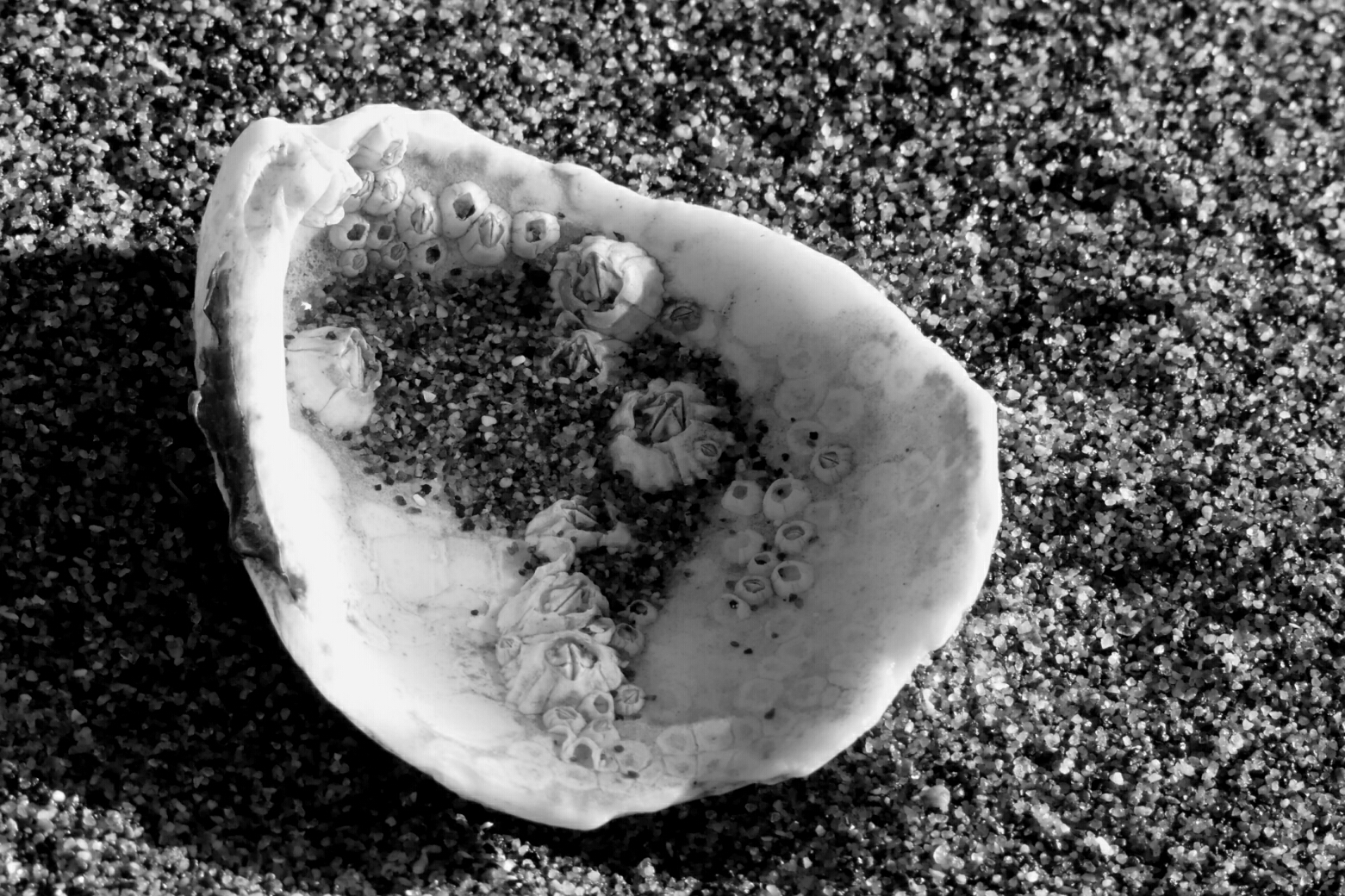 Seashell on the Seashore | Park Preview