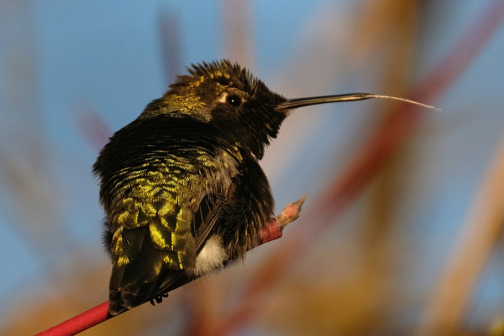 Neener, neener! | Park Preview